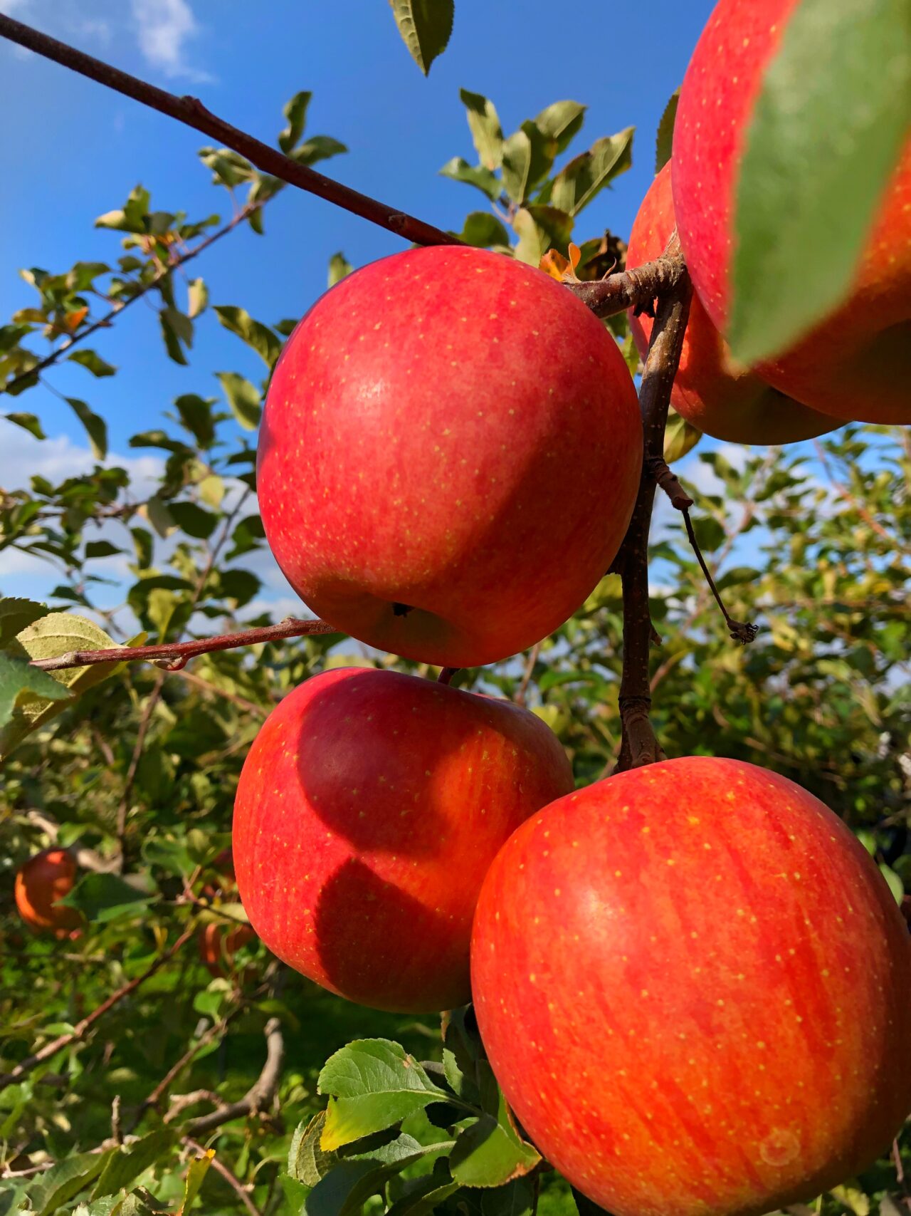 Kuroishi Tourist Apple garden - Time Trip TSUGARU