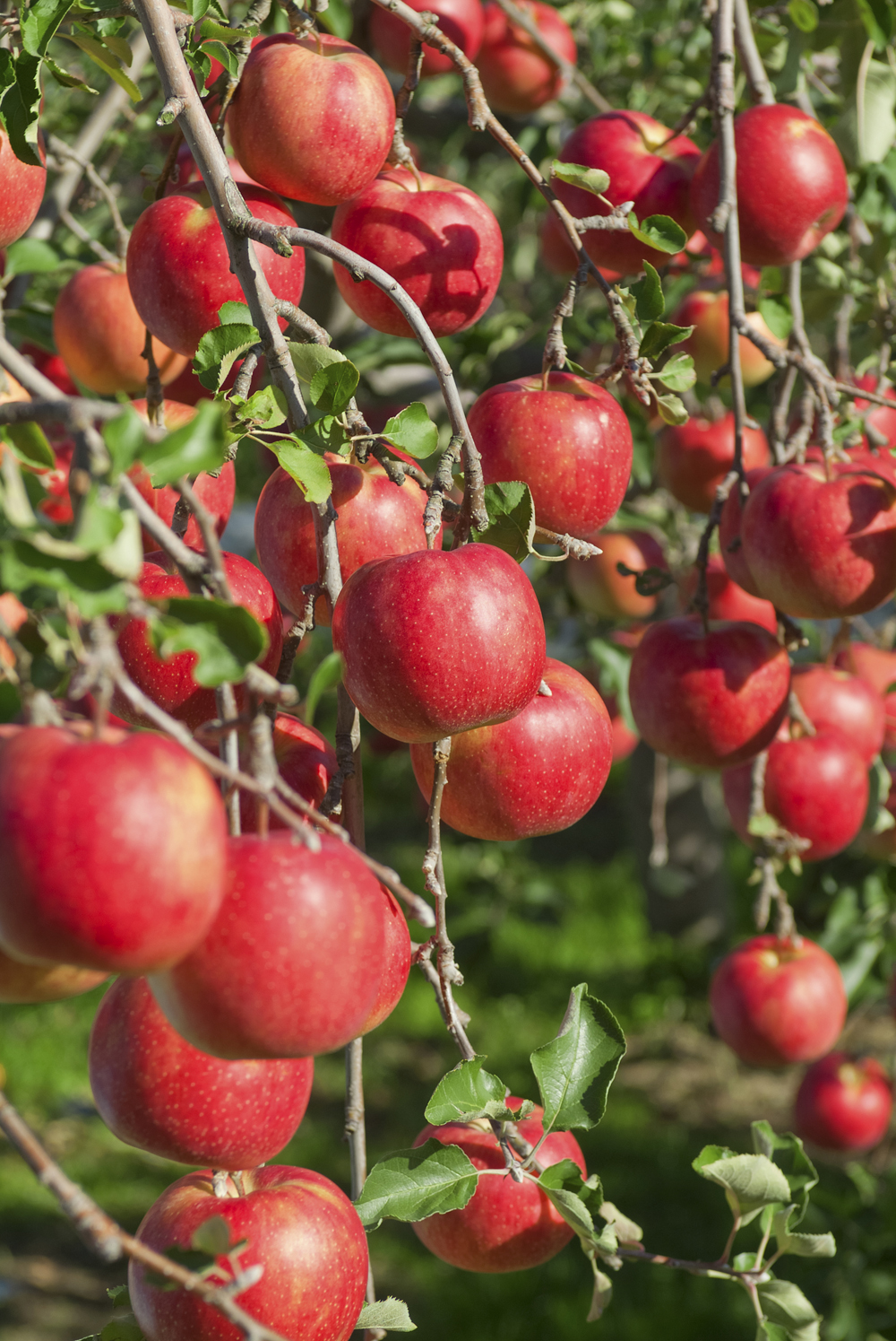 Kuroishi Tourist Apple garden - Time Trip TSUGARU