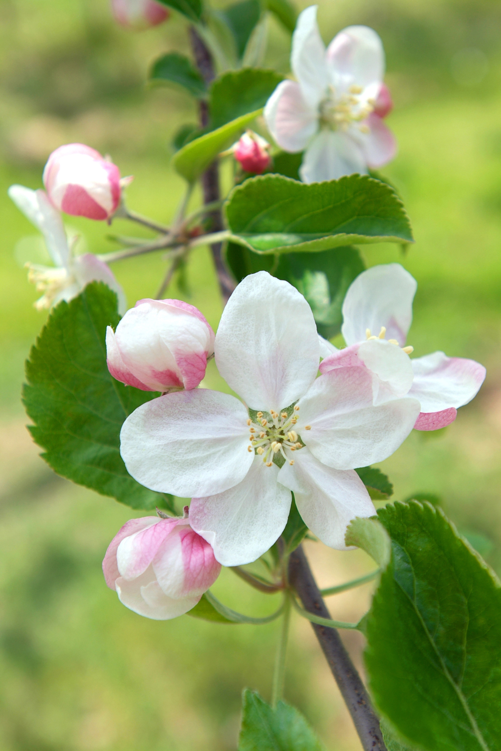Kuroishi Tourist Apple garden - Time Trip TSUGARU
